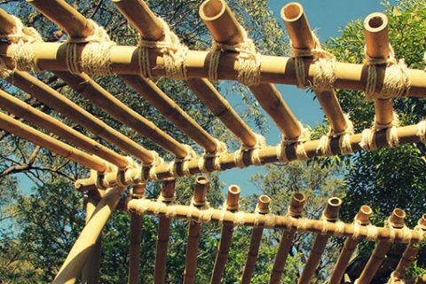 The challenge of connecting bamboo | Giant Grass